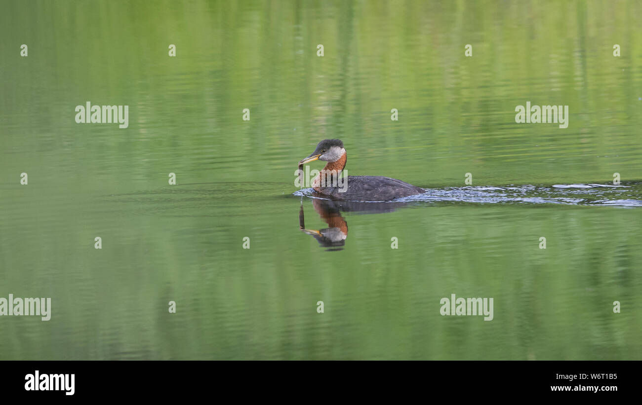 Long necked duck hi-res stock photography and images - Alamy