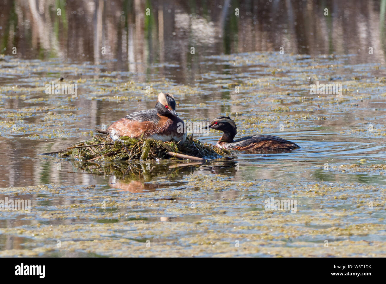 Horned beak family hi-res stock photography and images - Alamy