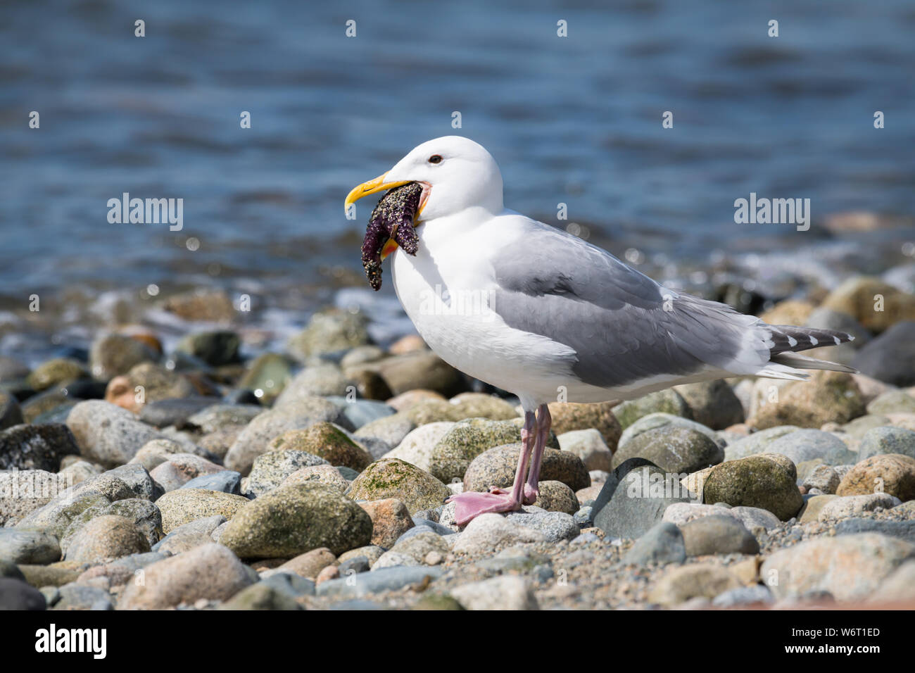 Seagull eating starfish hi-res stock photography and images - Alamy