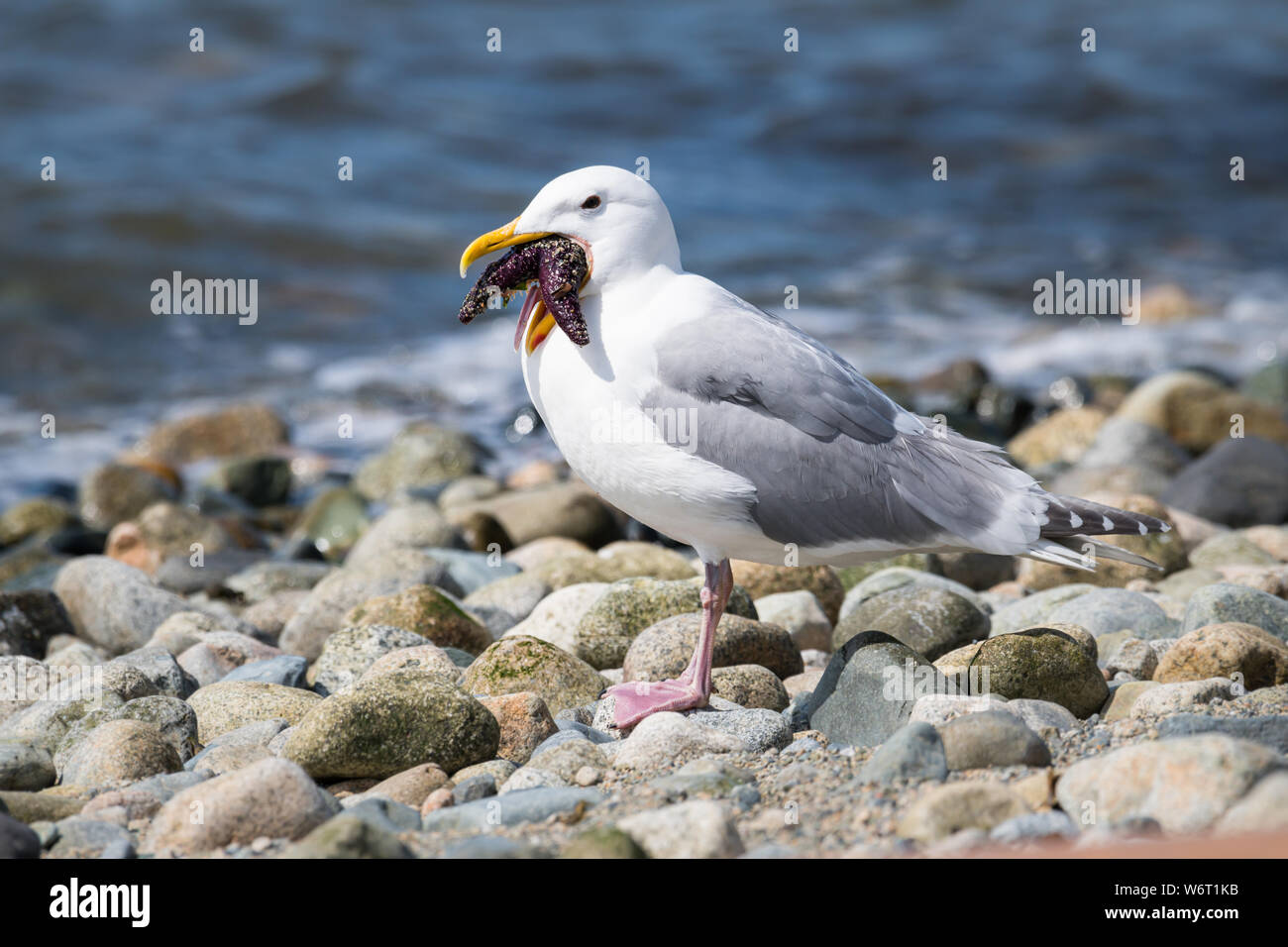 Seagull eating a starfish Stock Photo - Alamy