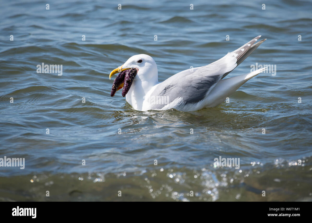 Seagull eating a starfish Stock Photo - Alamy