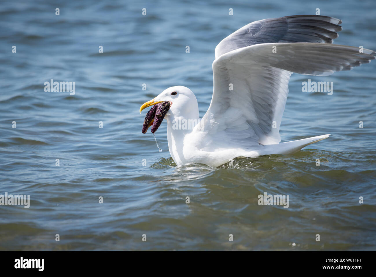 Seagull eating a starfish hi-res stock photography and images - Alamy