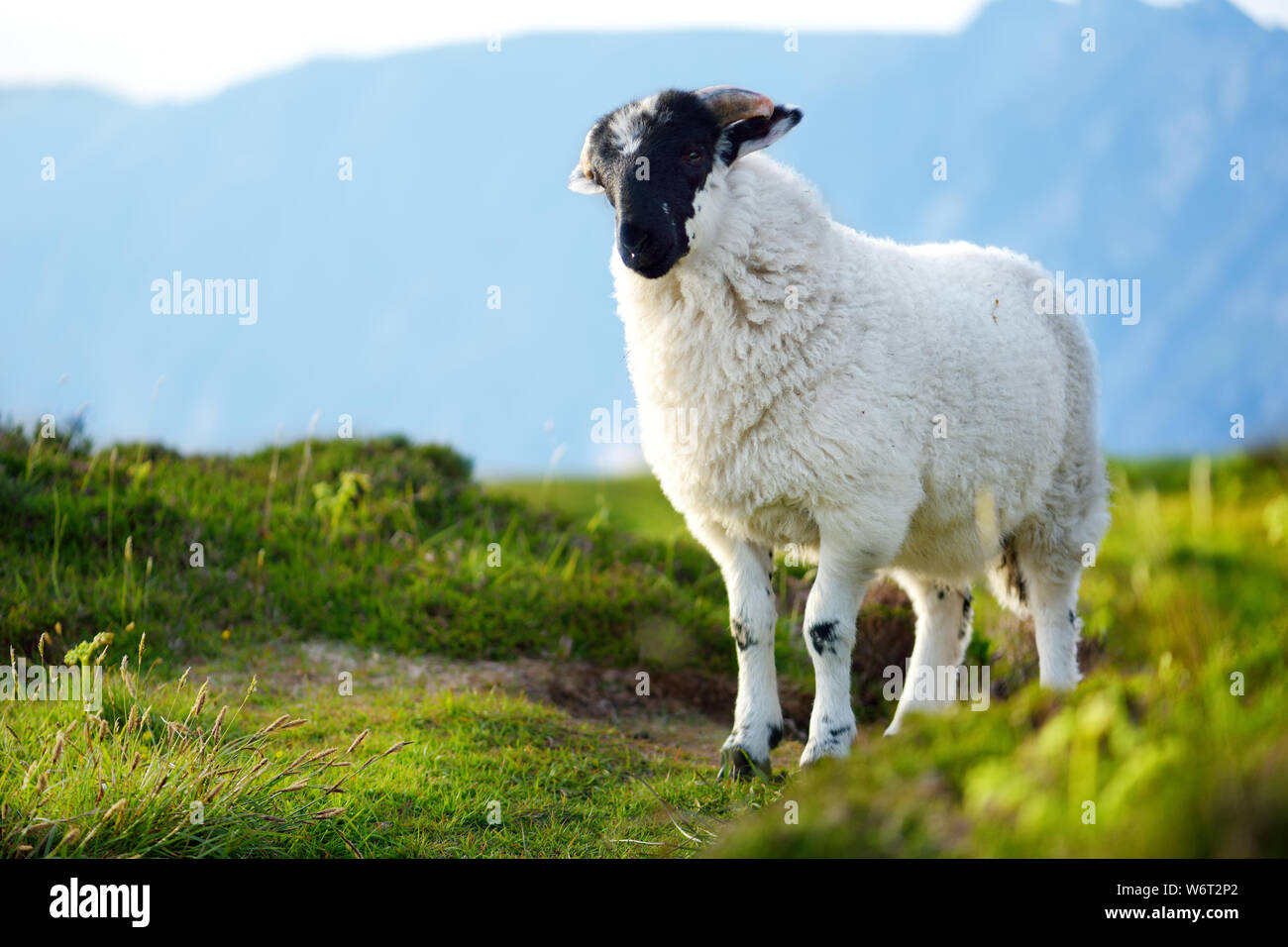 Sheep marked with colorful dye grazing in green pastures. Adult sheep ...