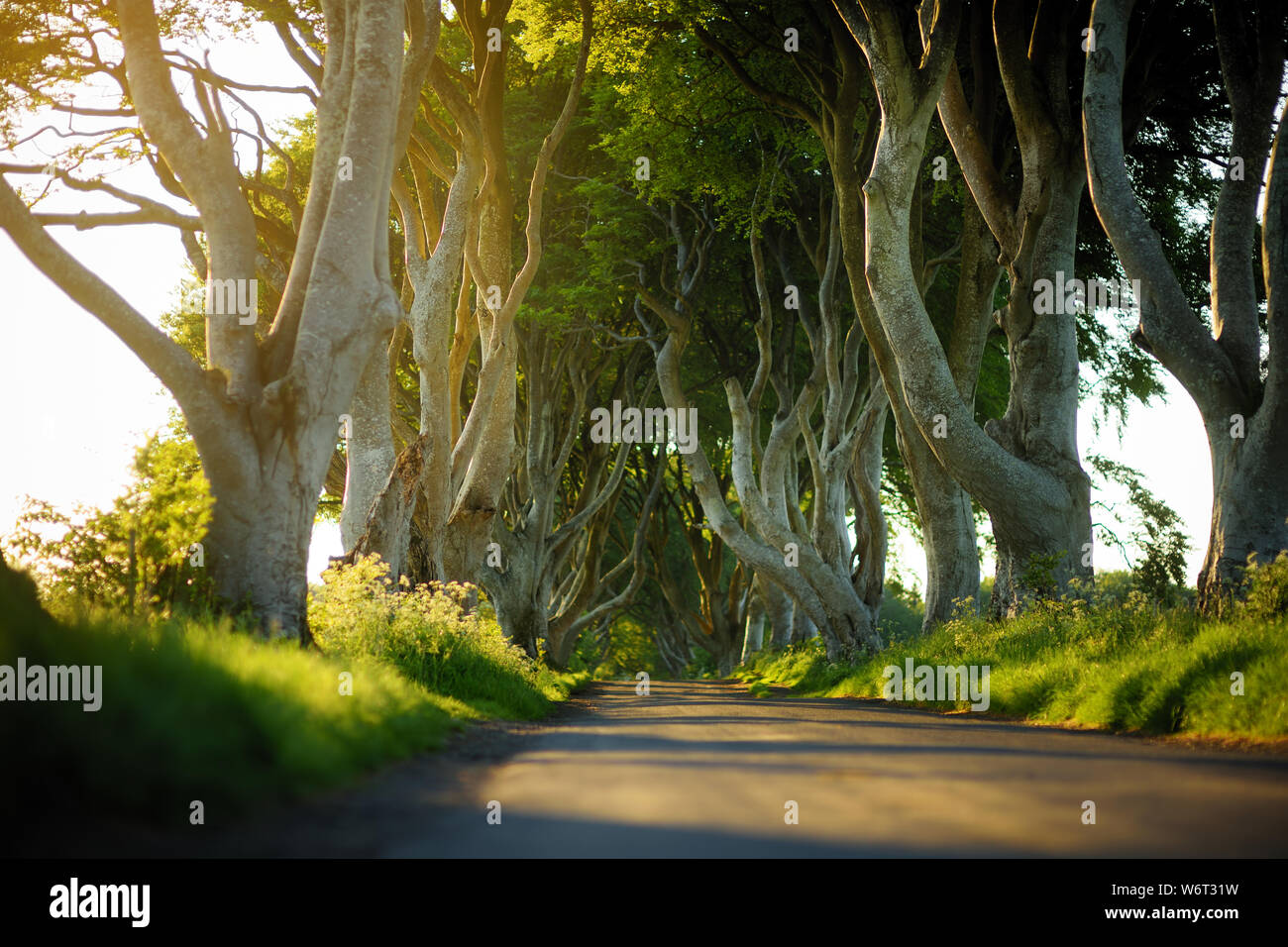 The Dark Hedges, an avenue of beech trees along Bregagh Road in County ...