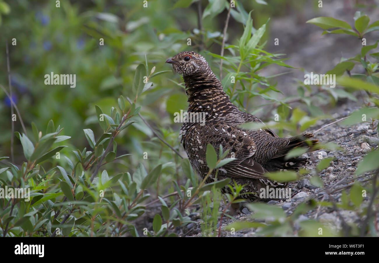 Berries in denali national park hi-res stock photography and images - Alamy