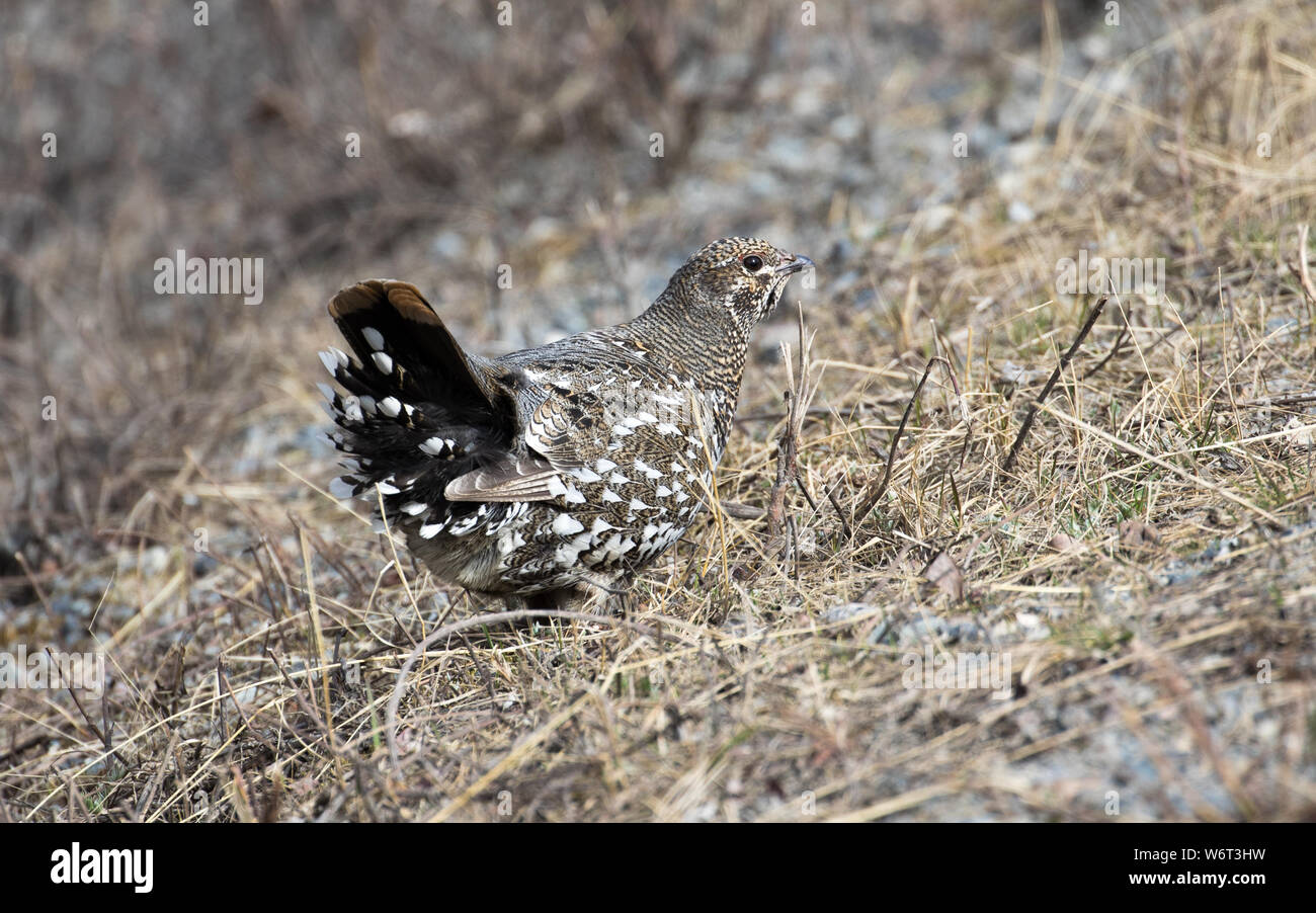 Spruce partridge hi-res stock photography and images - Alamy