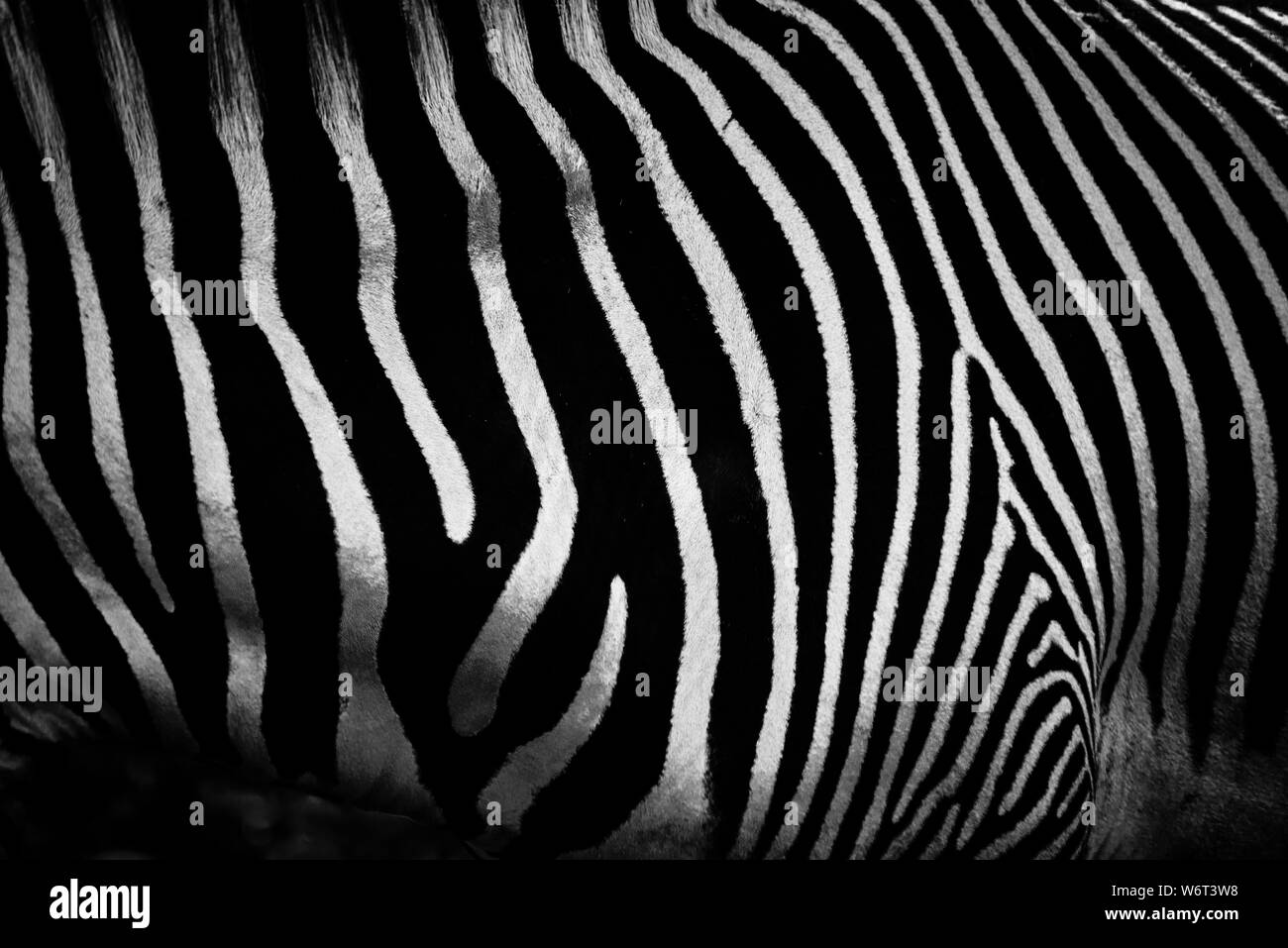 Animal print belt hi-res stock photography and images - Alamy