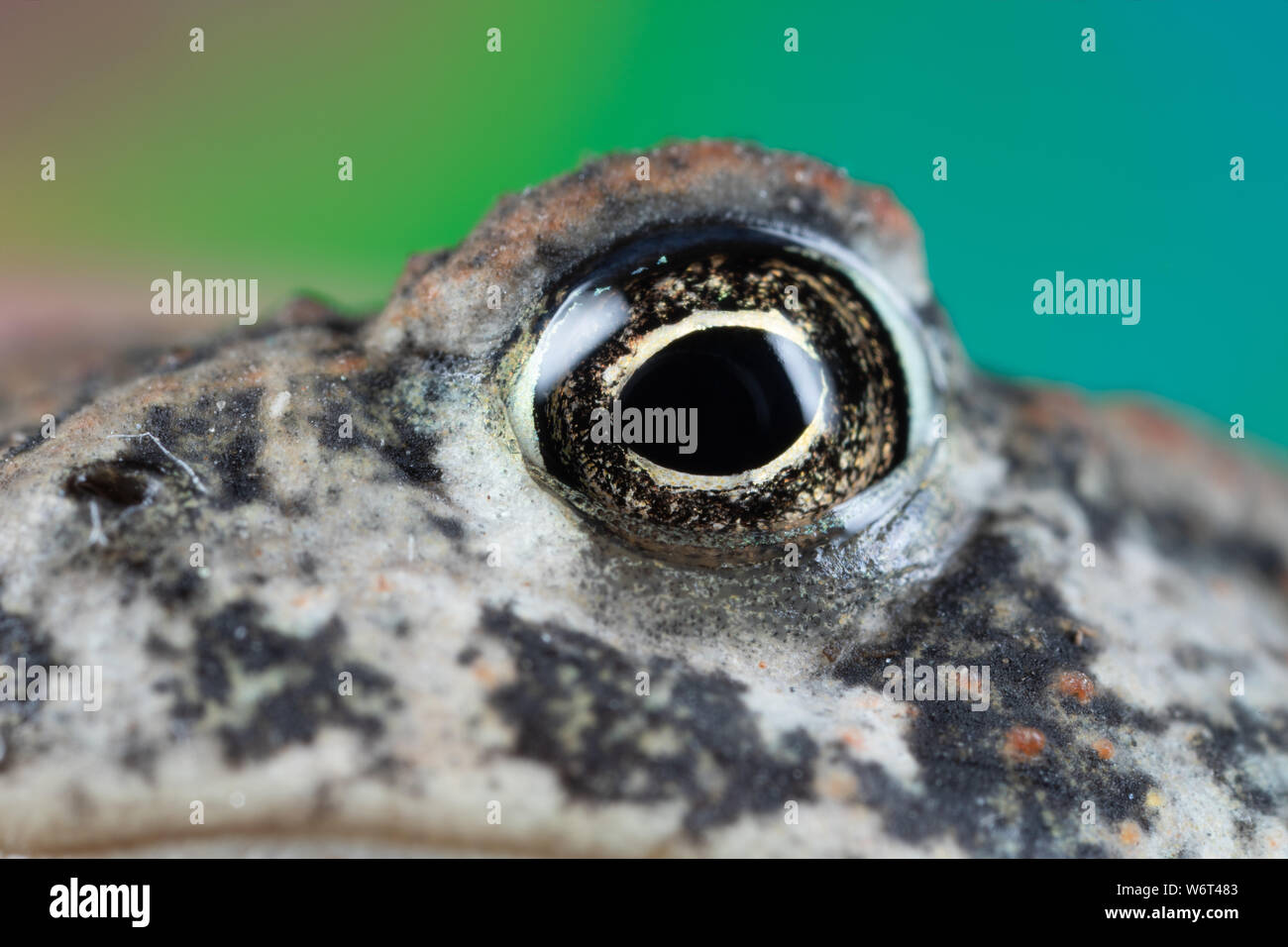 Macro photo of a cute baby toad being held. Close up portrait of the ...