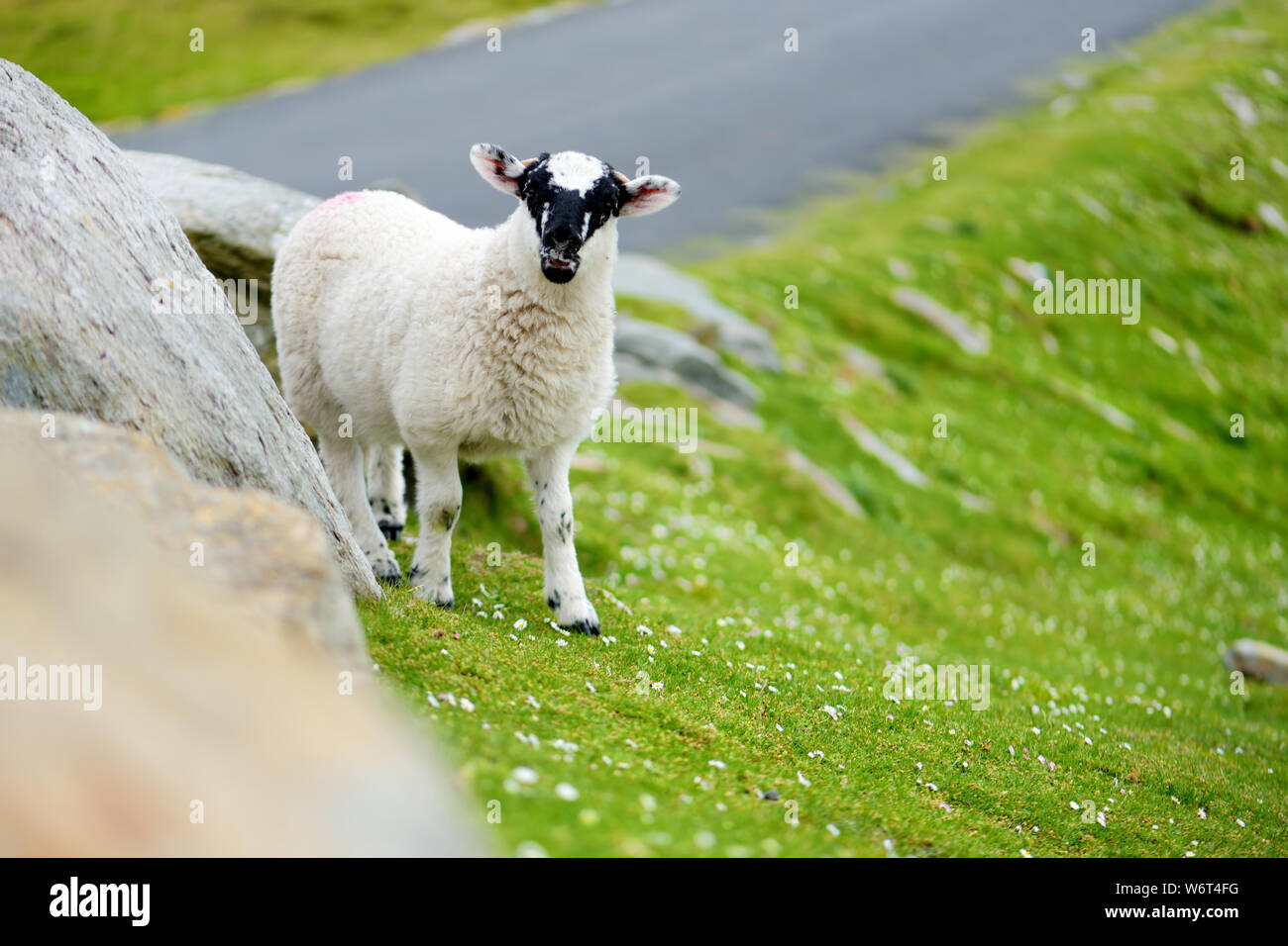 Sheep marked with colorful dye grazing in green pastures. Adult sheep ...