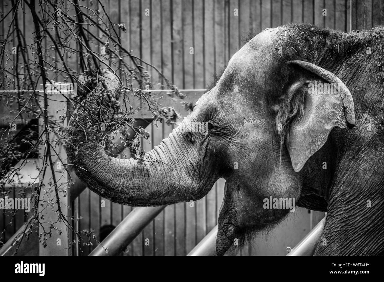 Elephants bw hi-res stock photography and images - Alamy