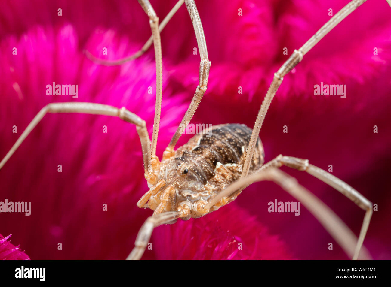 Macro photo harvestman opiliones hi-res stock photography and images ...