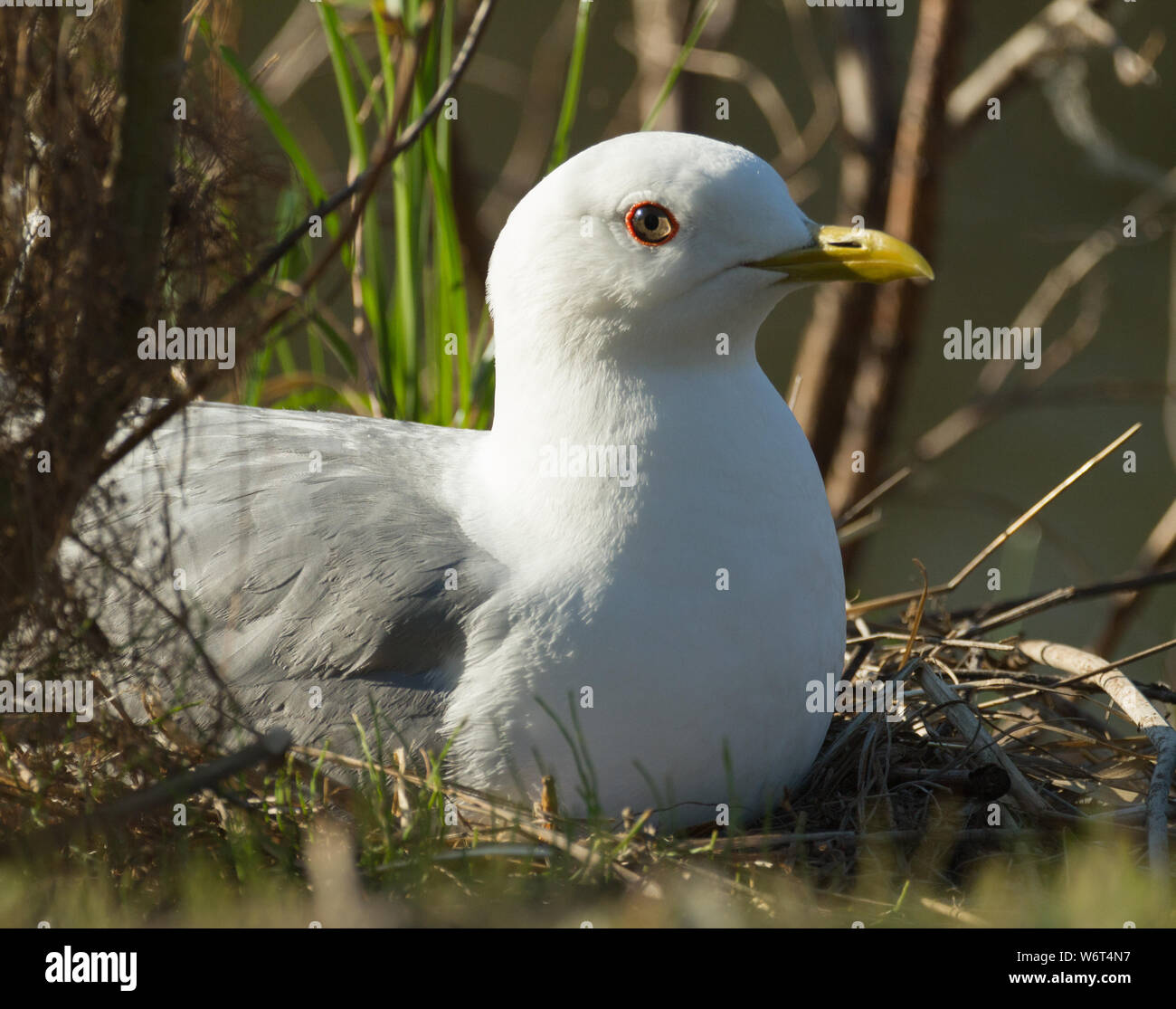 Gull with black wingtips hi-res stock photography and images - Alamy