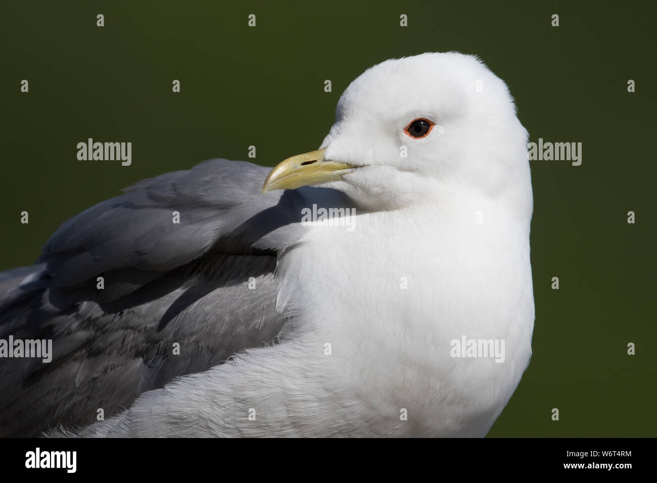 Gull with black wingtips hi-res stock photography and images - Alamy