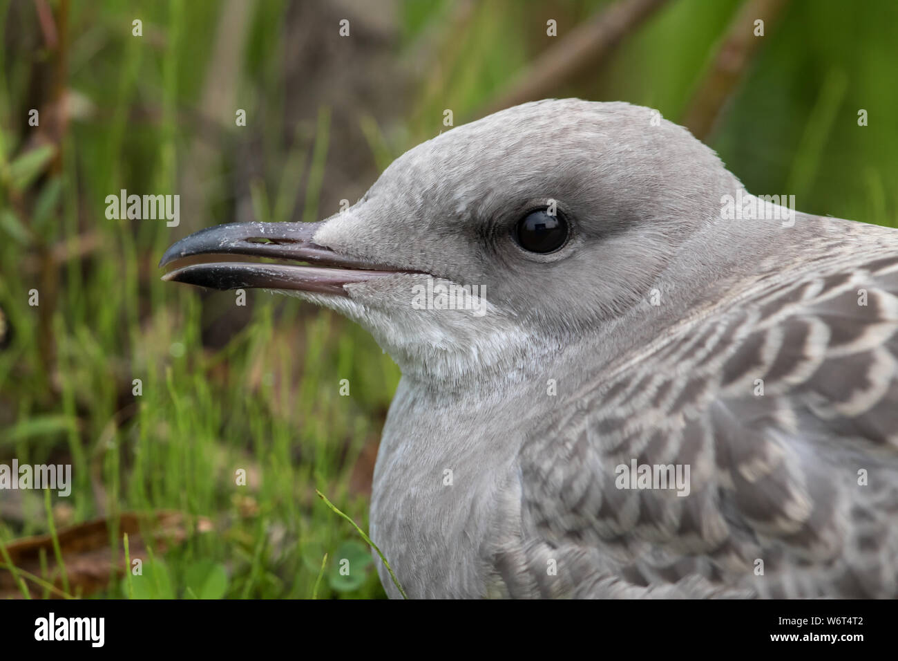 Mew gull young bird hi-res stock photography and images - Alamy