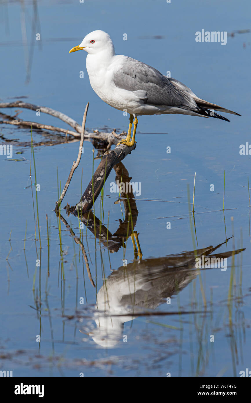 Gull with black wingtips hi-res stock photography and images - Alamy