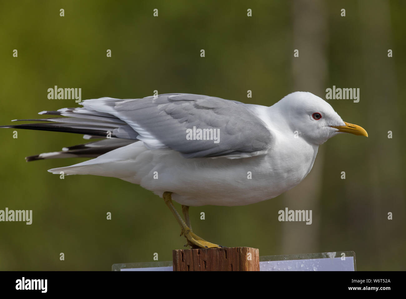 Gull with black wingtips hi-res stock photography and images - Alamy