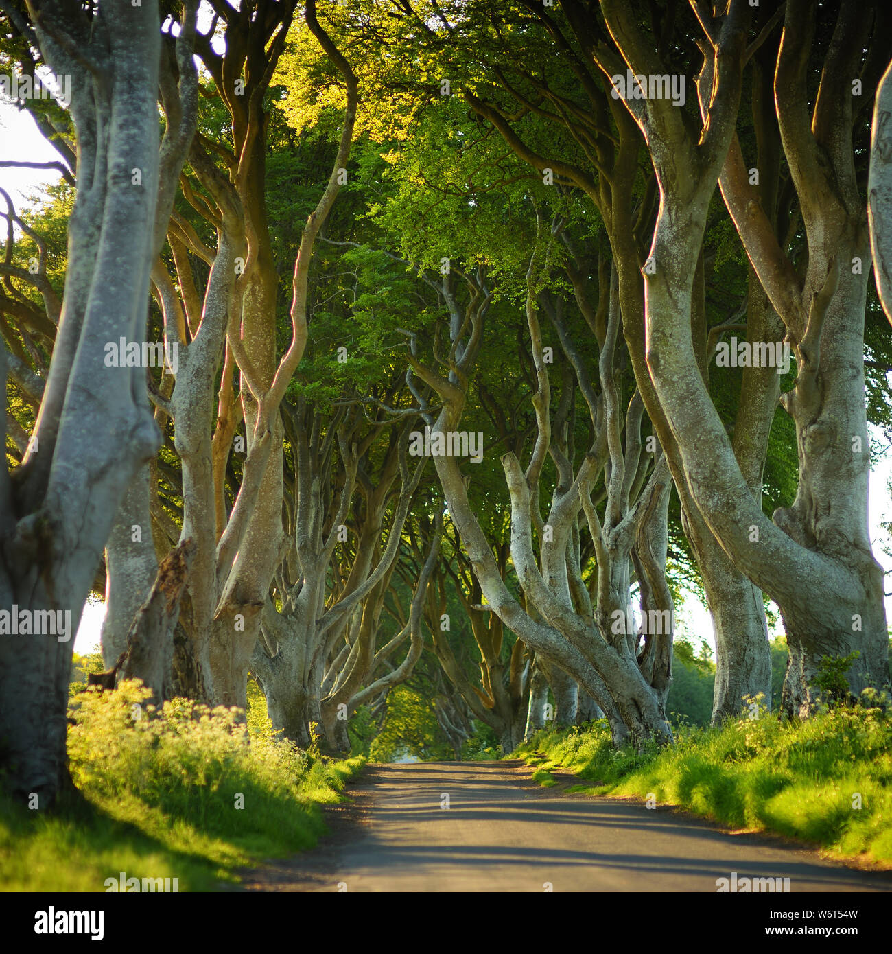 The Dark Hedges, an avenue of beech trees along Bregagh Road in County ...