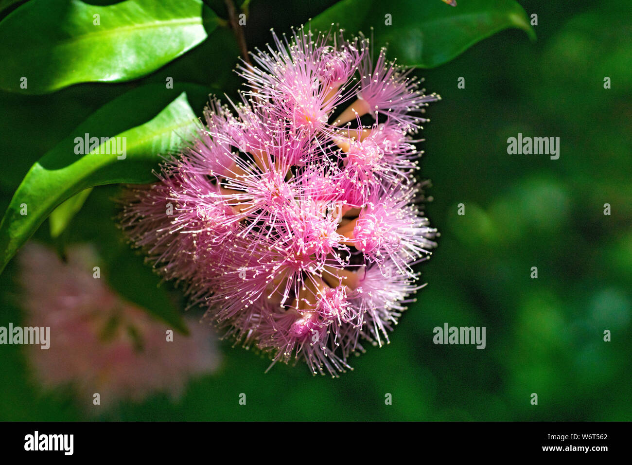 Colourful lilly hi-res stock photography and images - Alamy