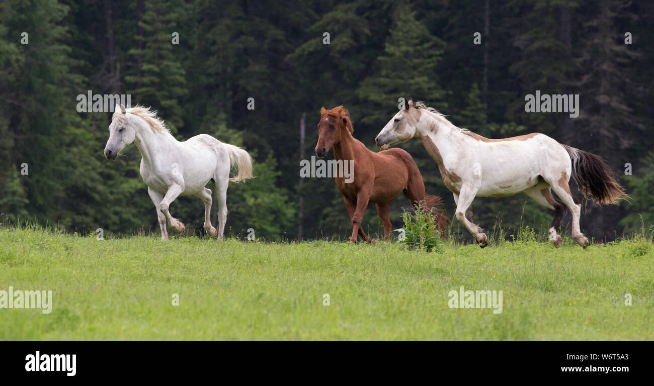 Horse Roundup in Montana Stock Photo - Alamy