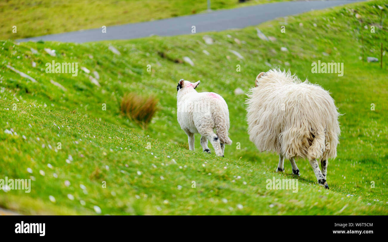 Sheep marked with colorful dye grazing in green pastures. Adult sheep ...