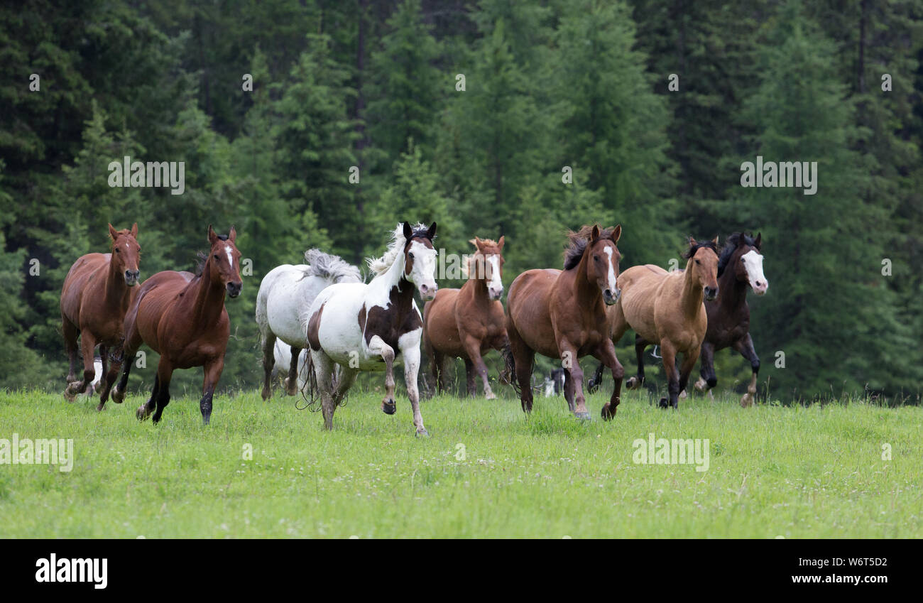 Horse Roundup in Montana Stock Photo - Alamy