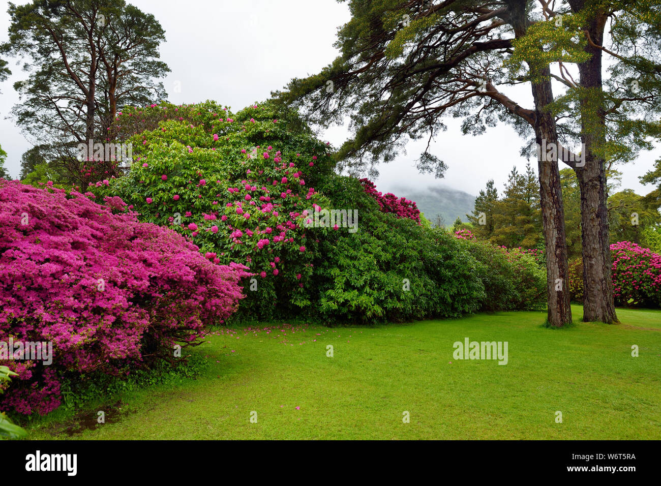 Beautiful azalea bushes blossoming in the gardens of Ducketts Grove, a ...