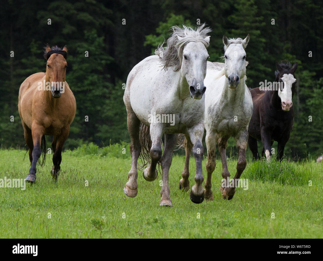 Horse Roundup in Montana Stock Photo - Alamy
