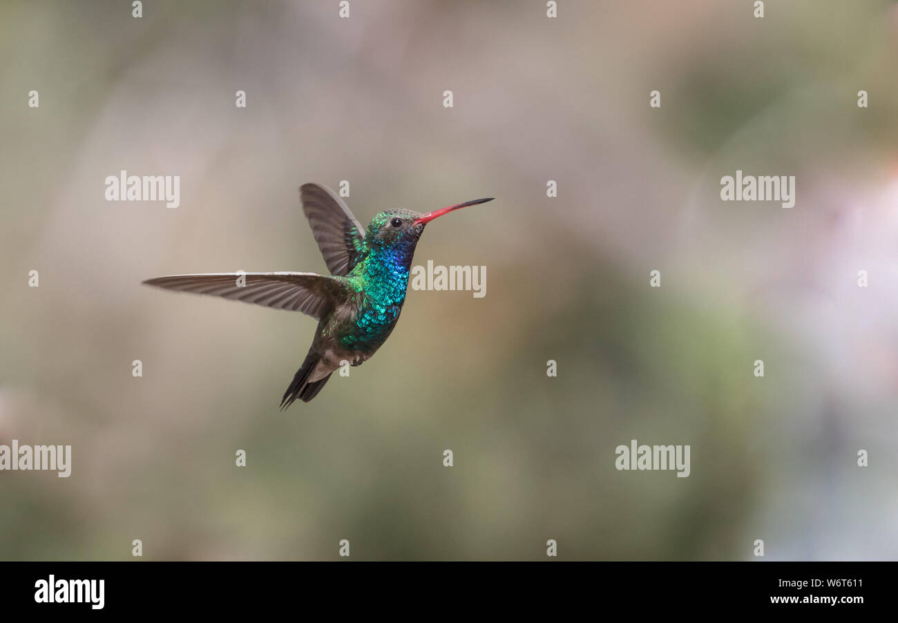 Vibrant hummingbird plumage hi-res stock photography and images - Alamy