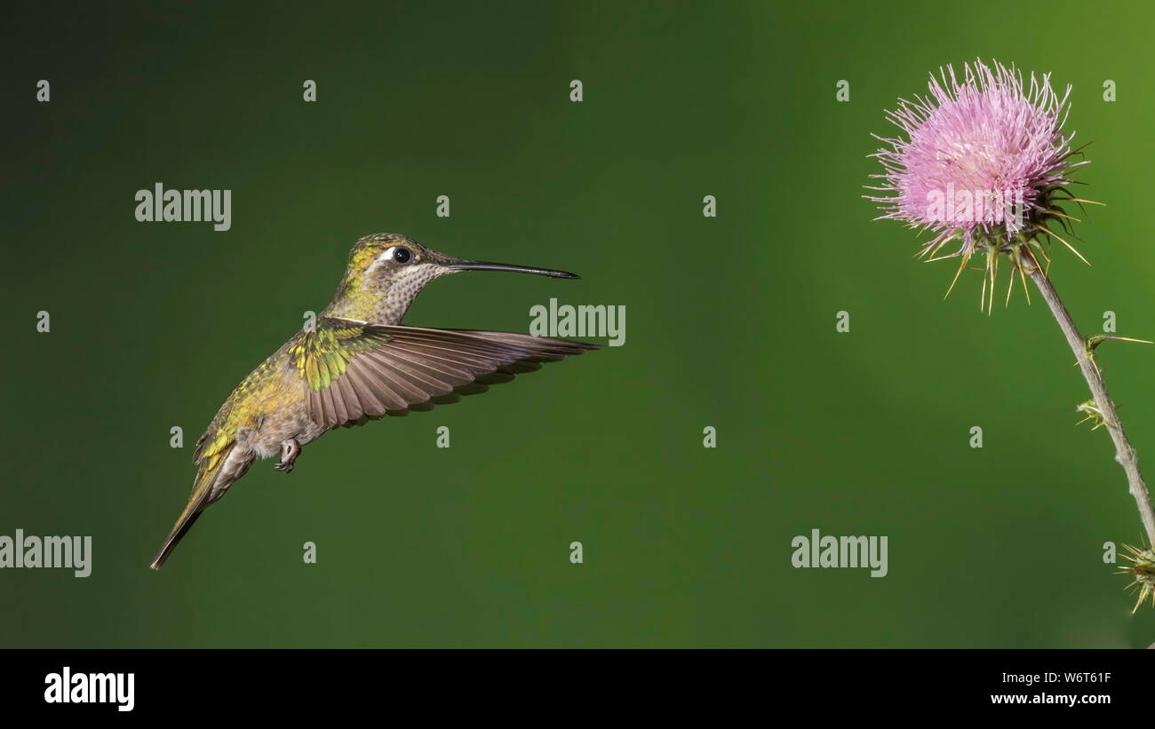 A Female Magnificent Hummingbird Stock Photo - Alamy