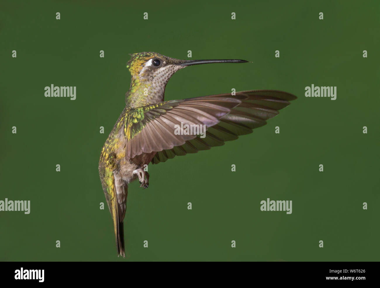 A Female Magnificent Hummingbird Stock Photo - Alamy