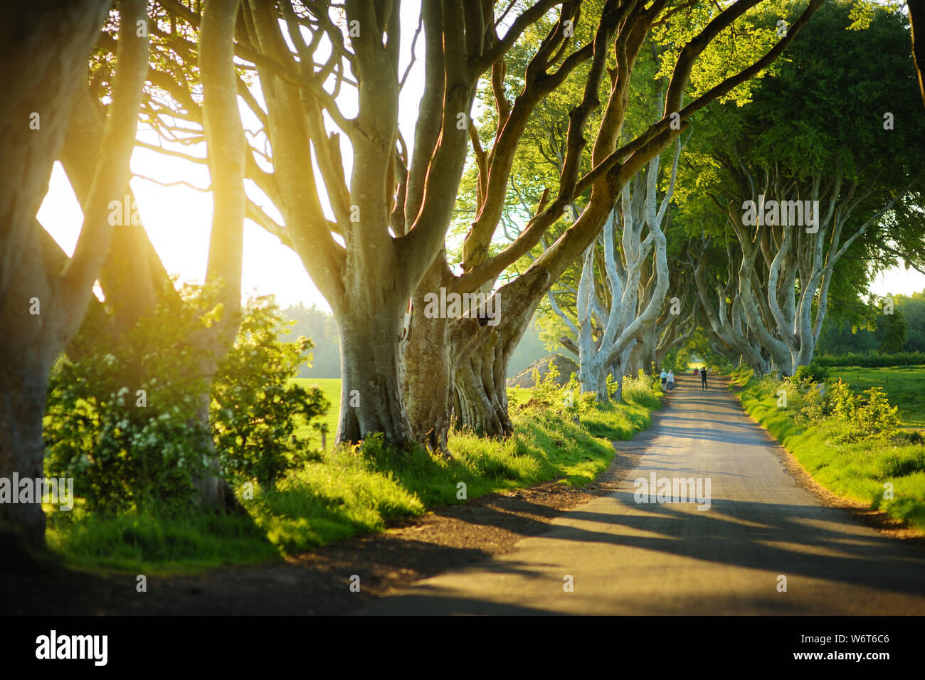 The Dark Hedges, an avenue of beech trees along Bregagh Road in County ...