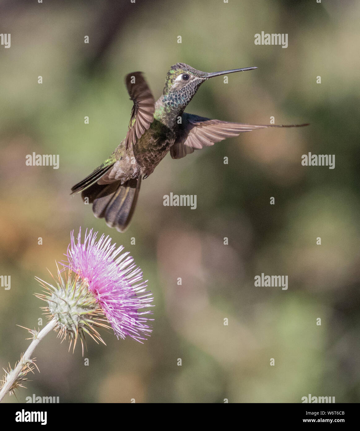 A Female Magnificent Hummingbird Stock Photo - Alamy