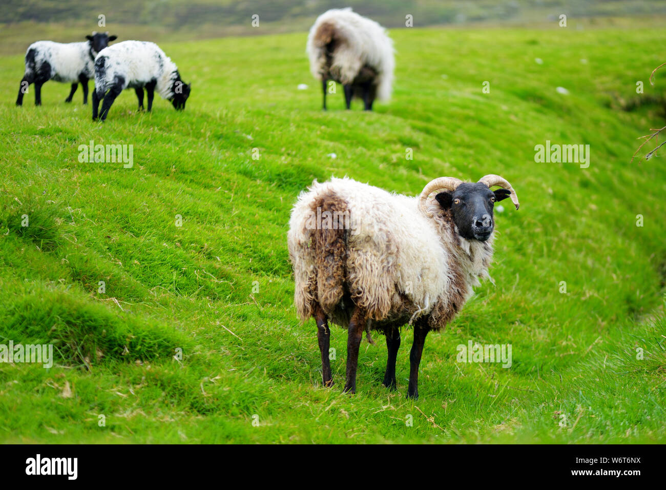 Sheep marked with colorful dye grazing in green pastures. Adult sheep ...