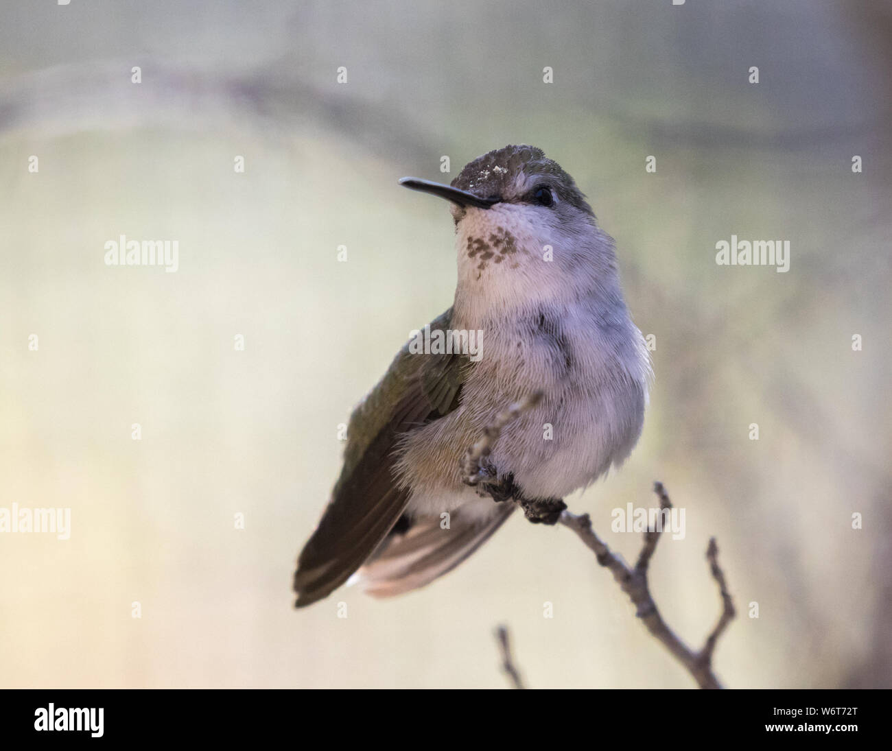 Female anna hummingbird hi-res stock photography and images - Alamy