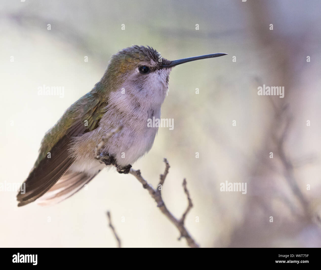 Female anna hummingbird hi-res stock photography and images - Alamy