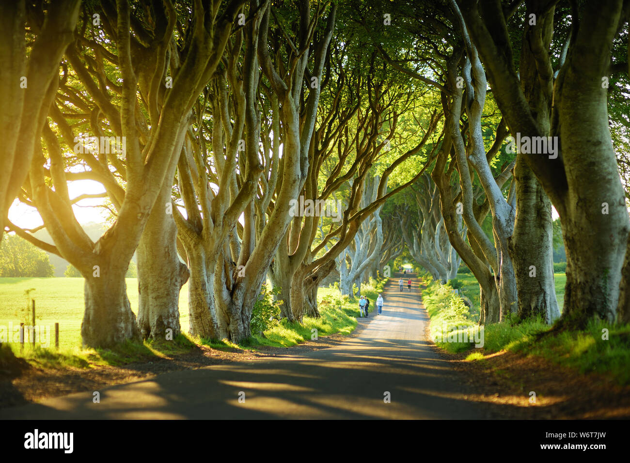 The Dark Hedges, an avenue of beech trees along Bregagh Road in County ...