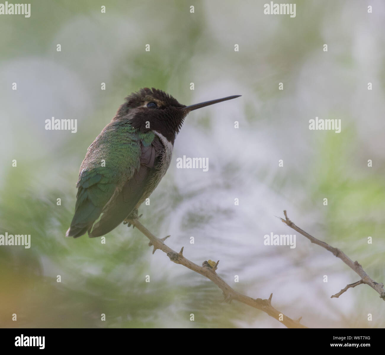Black chinned hummingbird hi-res stock photography and images - Alamy