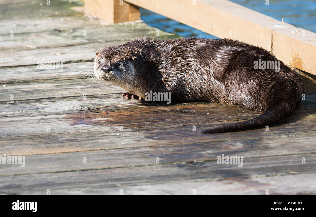 River otter in the wild Stock Photo - Alamy