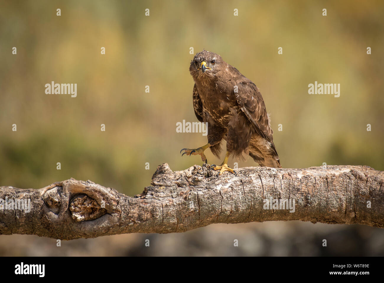 Raptor plumage detail hi-res stock photography and images - Alamy