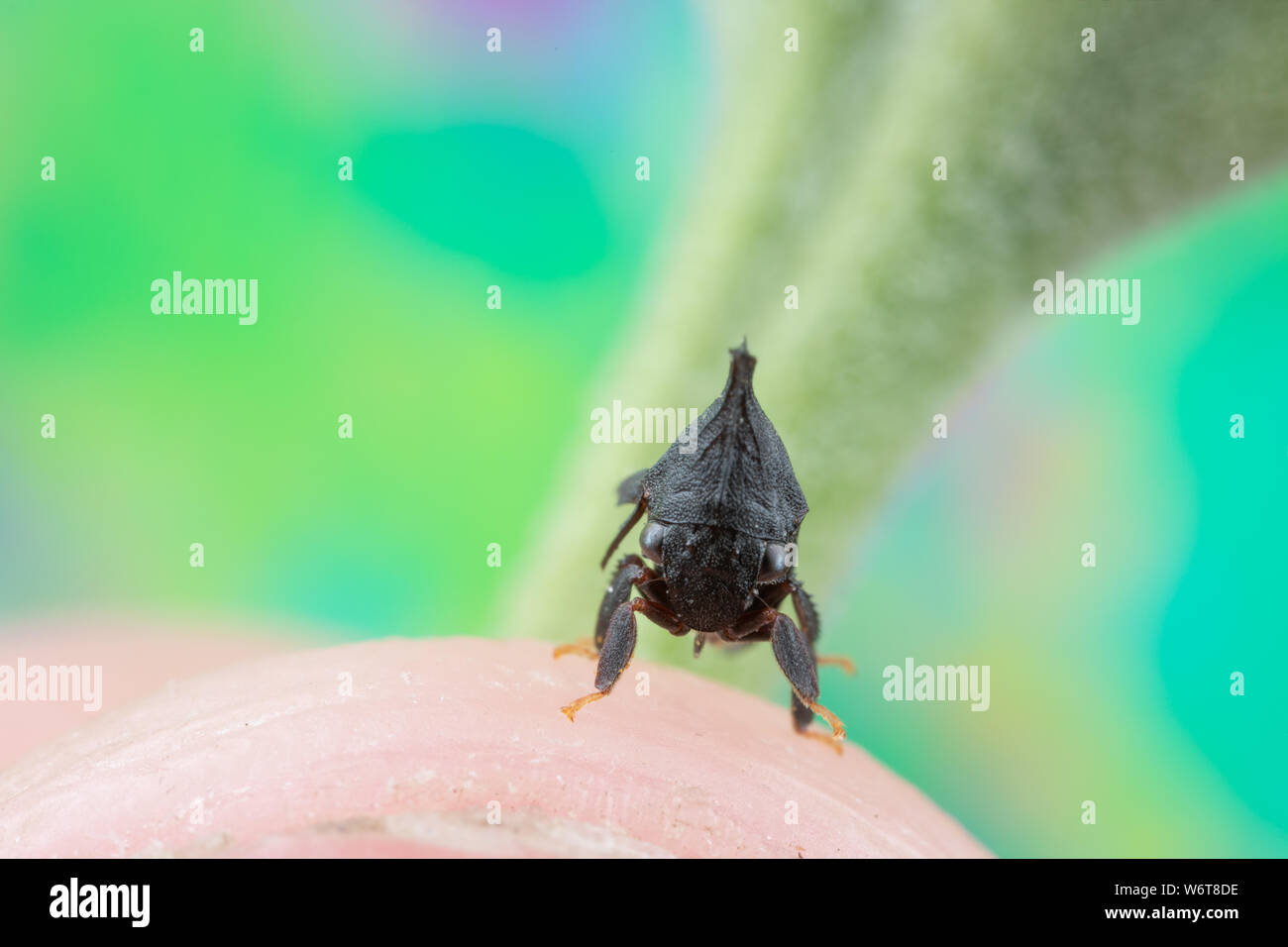 Colorful treehopper insect hi-res stock photography and images - Alamy
