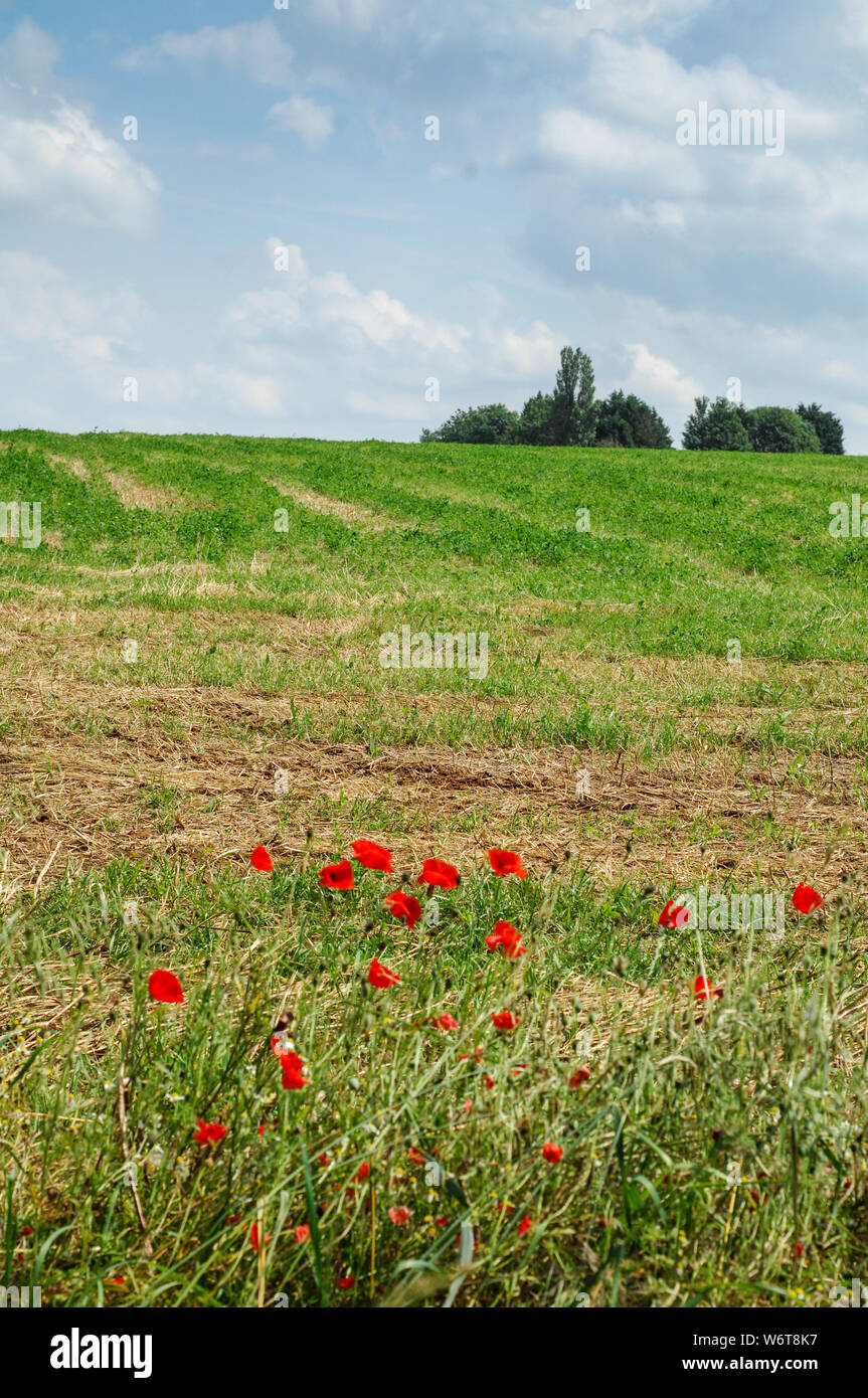 Poppy field in English Countryside Northamptonshire UK Stock Photo - Alamy