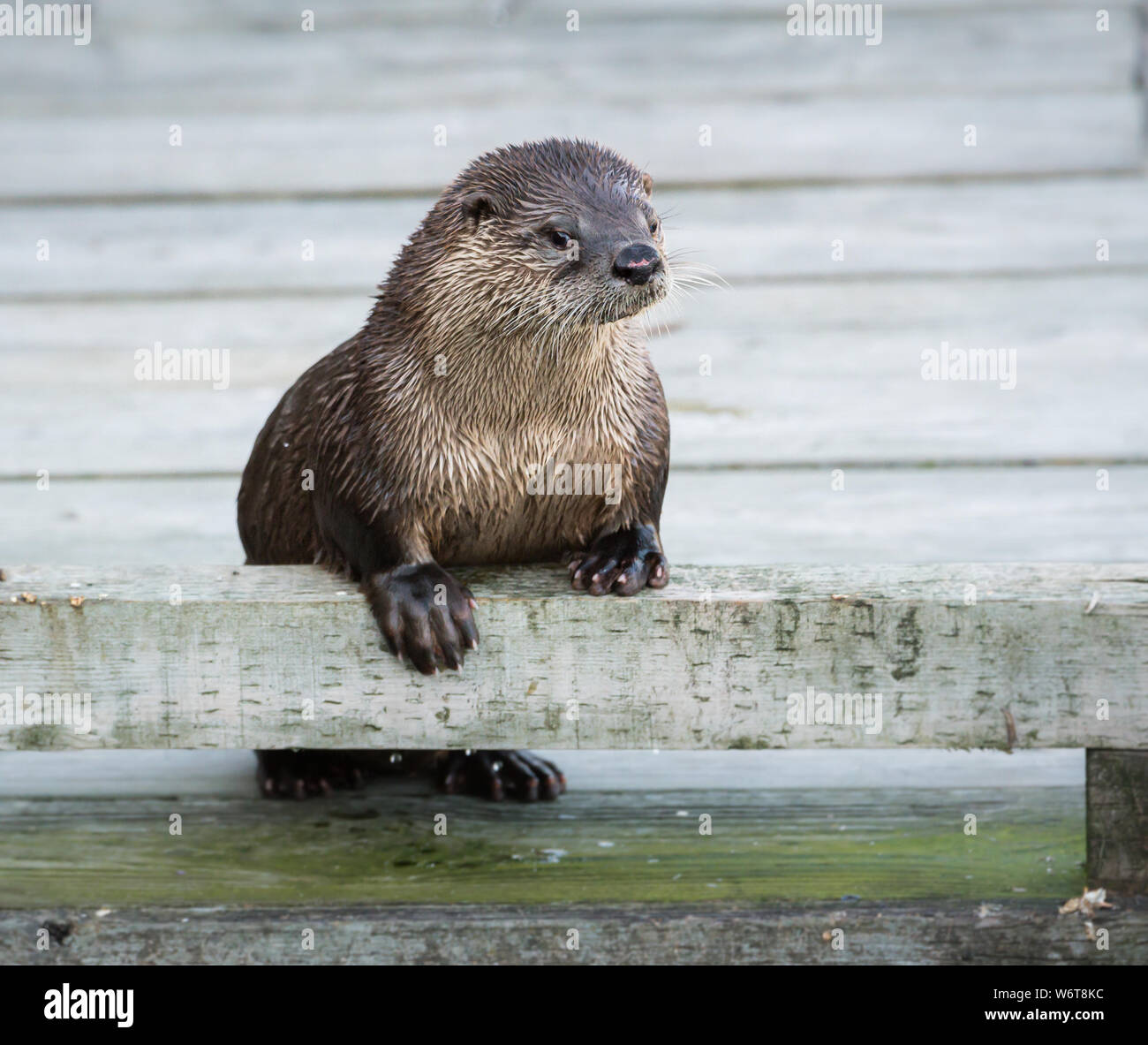 River otter in the wild Stock Photo - Alamy