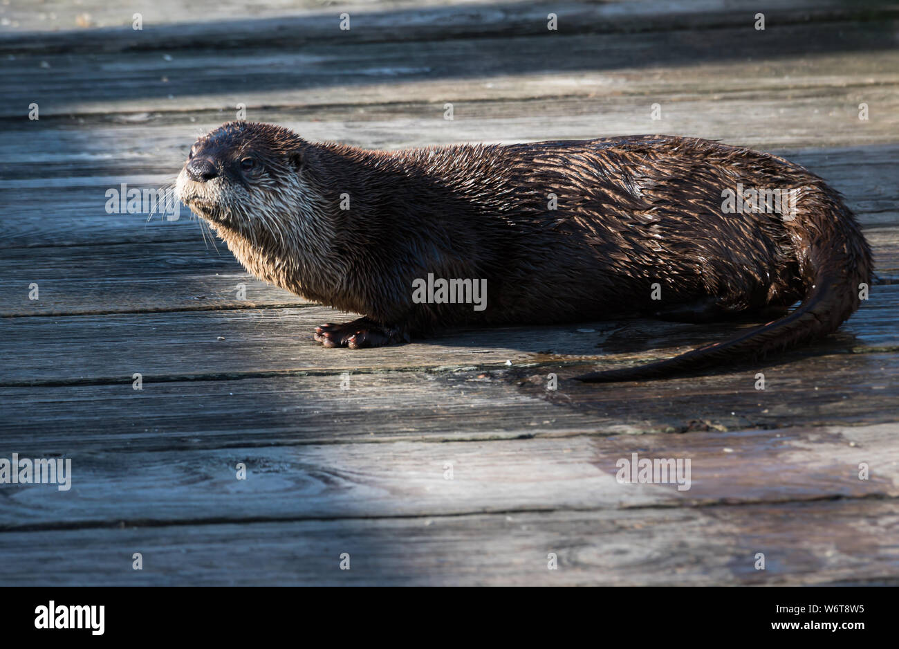 River otter in the wild Stock Photo - Alamy
