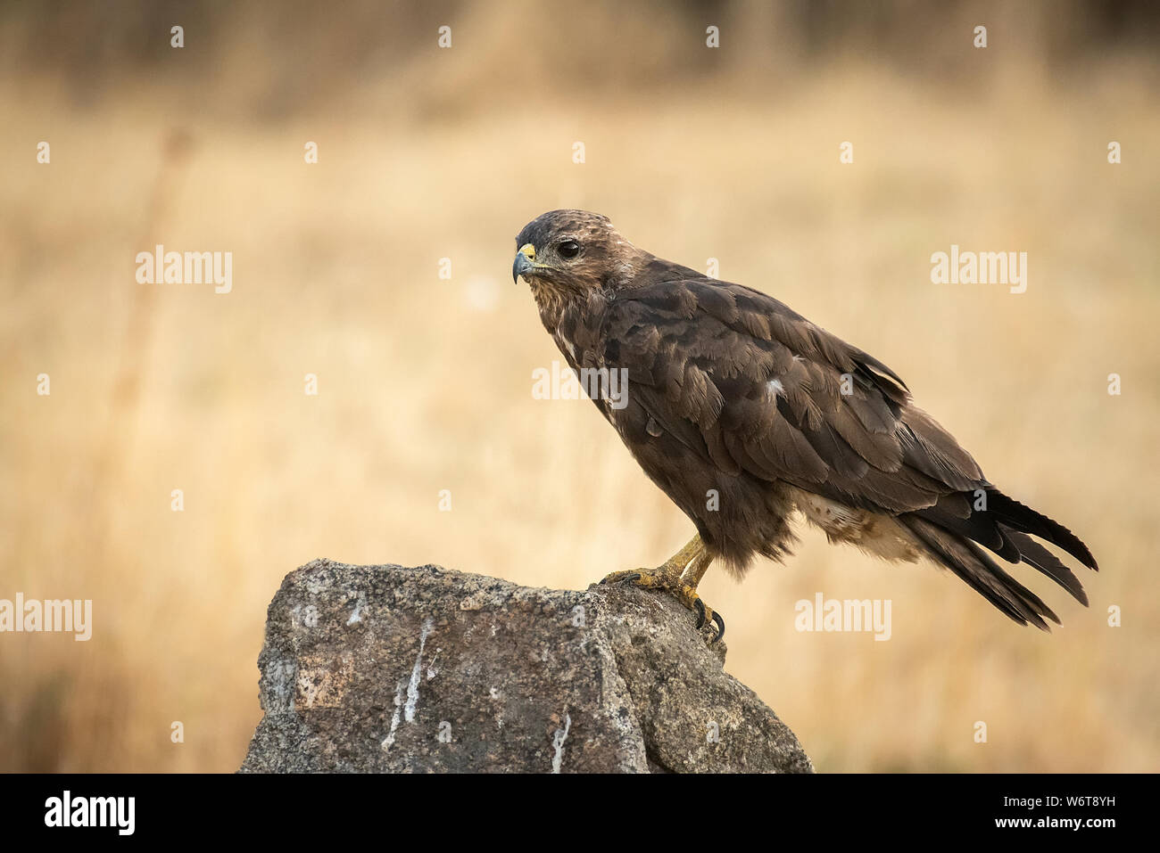 Buteo buteo Common Buzzard raptor Stock Photo - Alamy