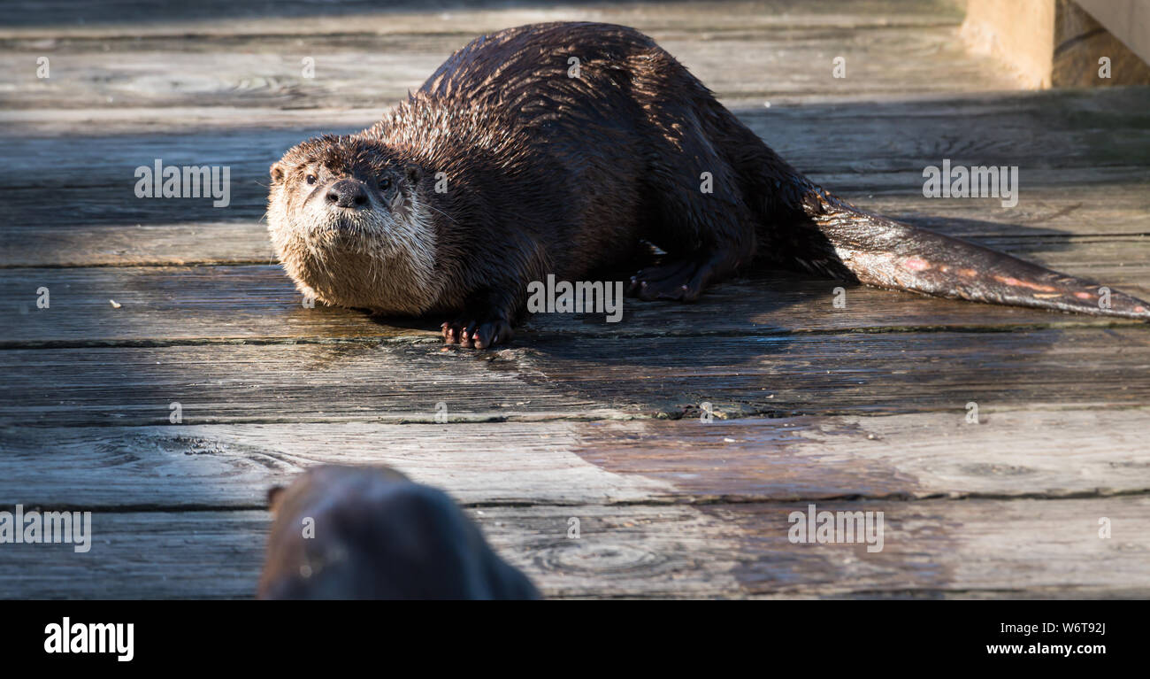 River otter in the wild Stock Photo - Alamy