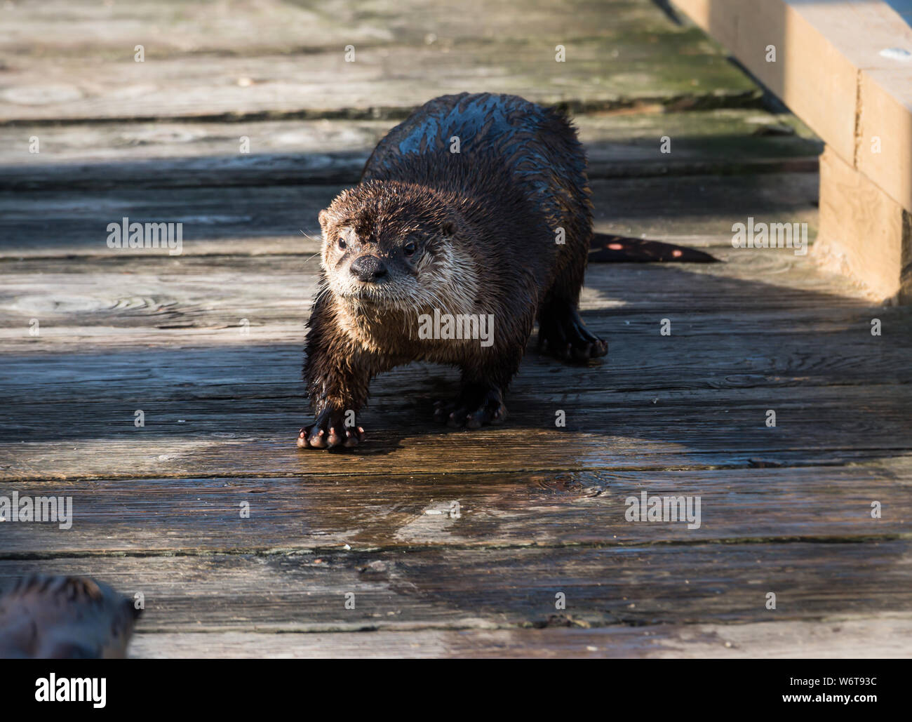 River otter in the wild Stock Photo - Alamy
