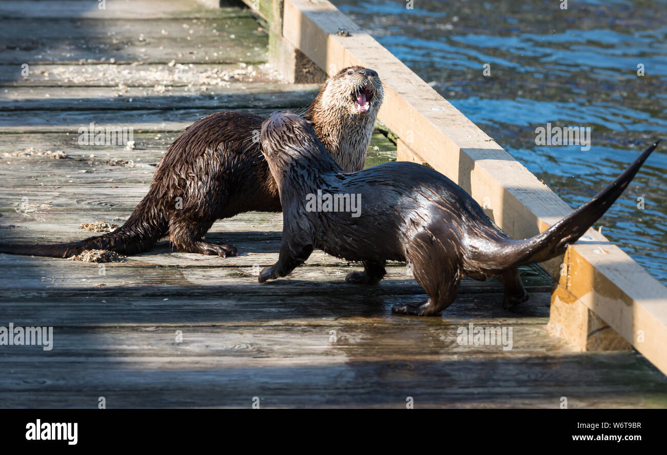 River otters on the beach Stock Photo - Alamy