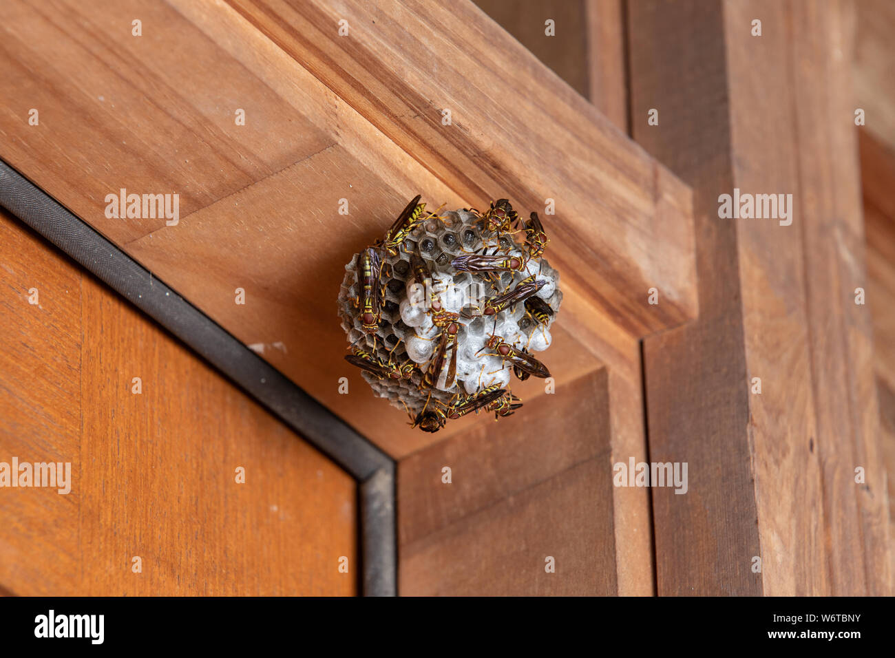Wasps on paper nest hanging on wooden door frame of house Stock Photo ...