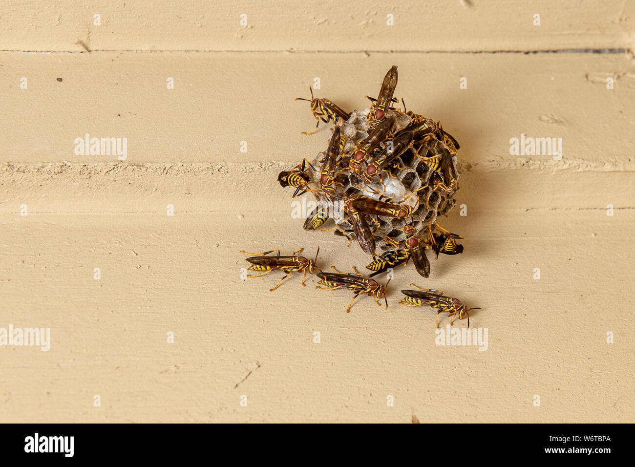 Paper wasp polistinae nest hi-res stock photography and images - Alamy