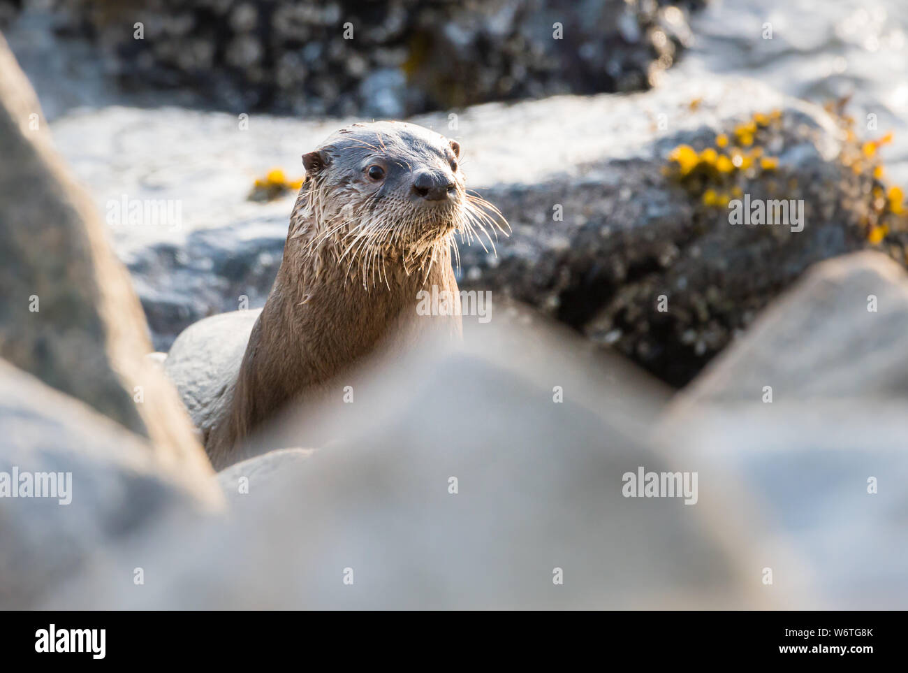 River otter in the wild Stock Photo - Alamy